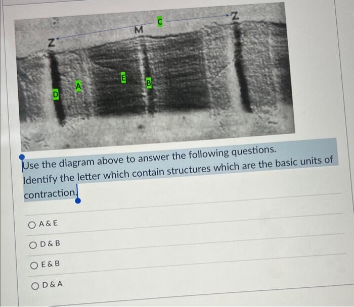 Solved Use the diagram above to answer the following | Chegg.com