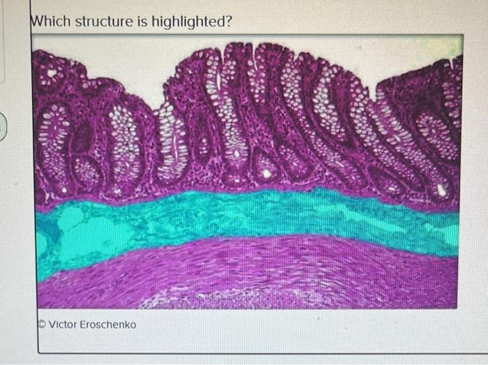 Lumen Of Intestinal Gland