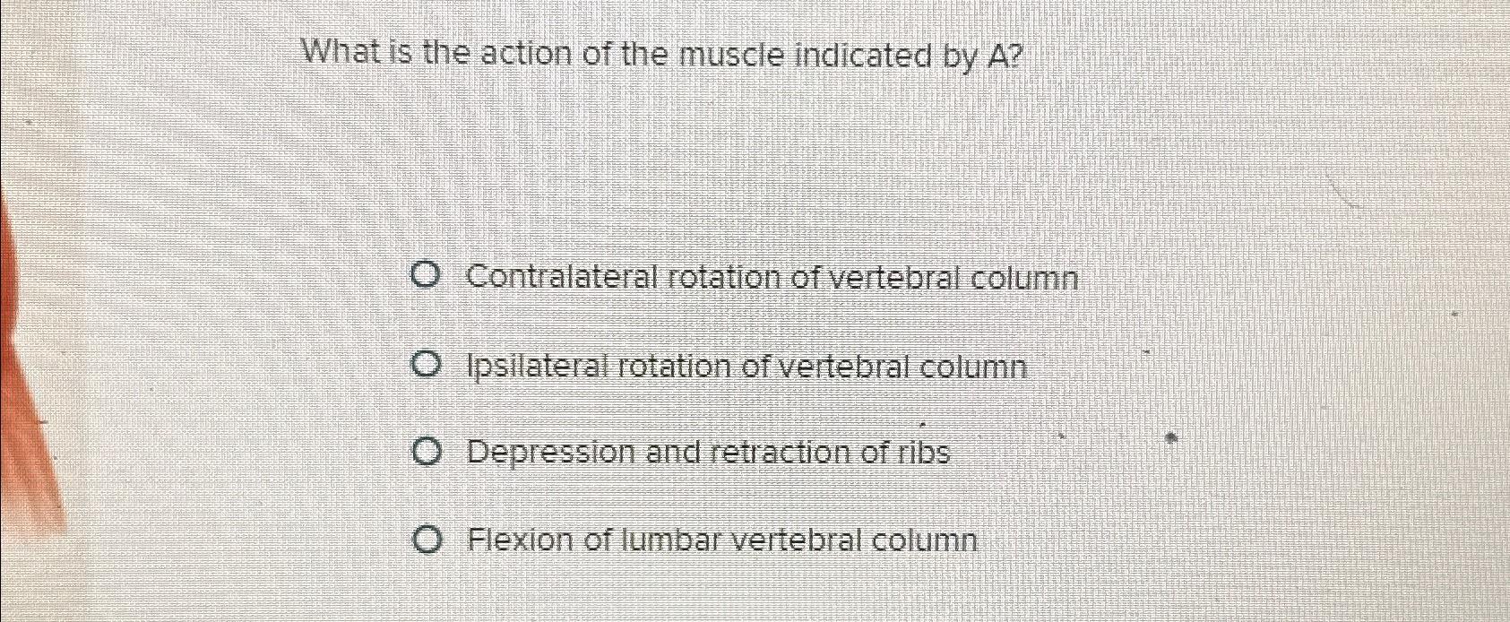 Solved What is the action of the muscle indicated by | Chegg.com