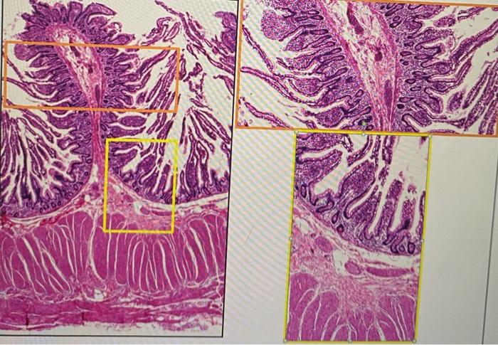 Solved 1. identify the organ2. these structures are in what | Chegg.com