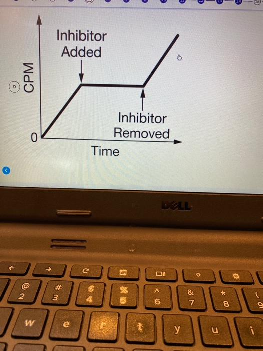 Solved Cycloheximide (CHX) is a eukaryote protein synthesis | Chegg.com