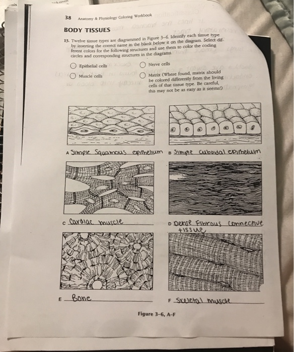 Solved 58 Anatomy Physiology Coloring Workbook BODY Chegg