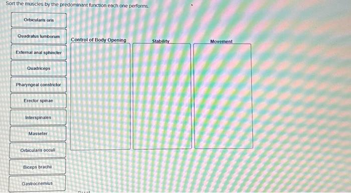 Sort the muscles by the predominant functon each one | Chegg.com