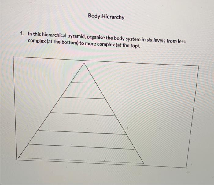 Solved 1. In this hierarchical pyramid, organise the body | Chegg.com