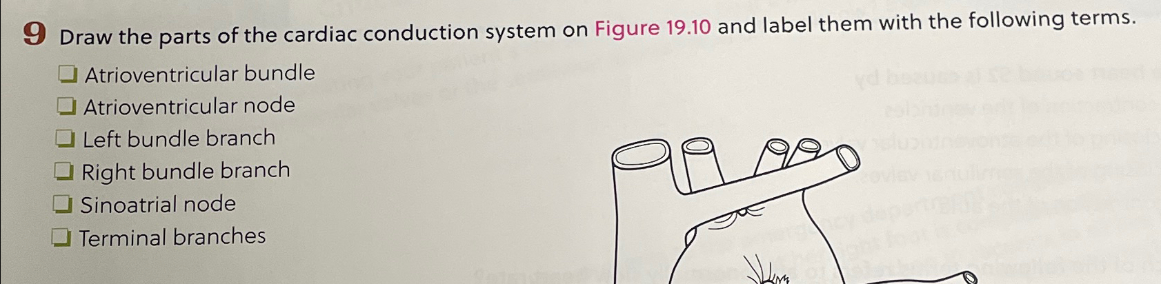 Solved 9 ﻿Draw the parts of the cardiac conduction system on | Chegg.com