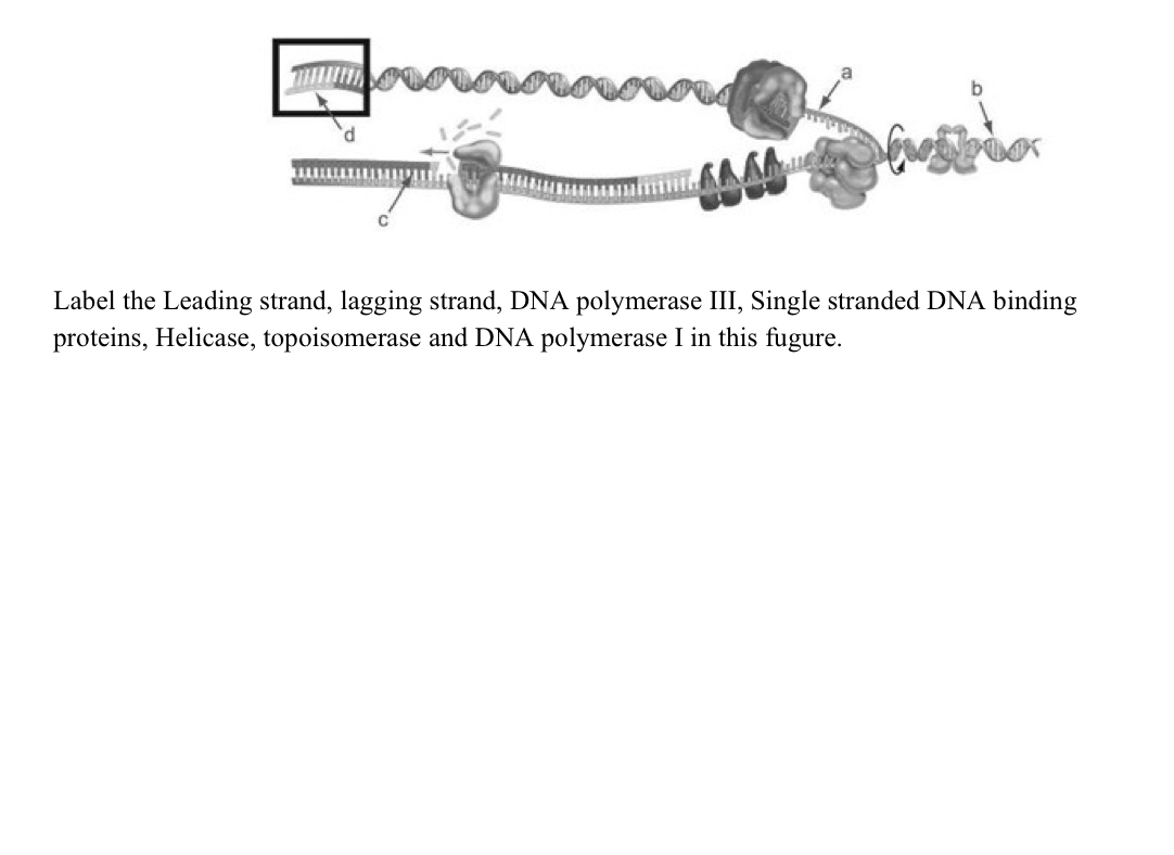 Solved Label the Leading strand, lagging strand, DNA | Chegg.com