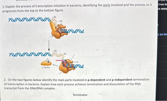 Solved 1. Explain the process of transcription initiation in | Chegg.com
