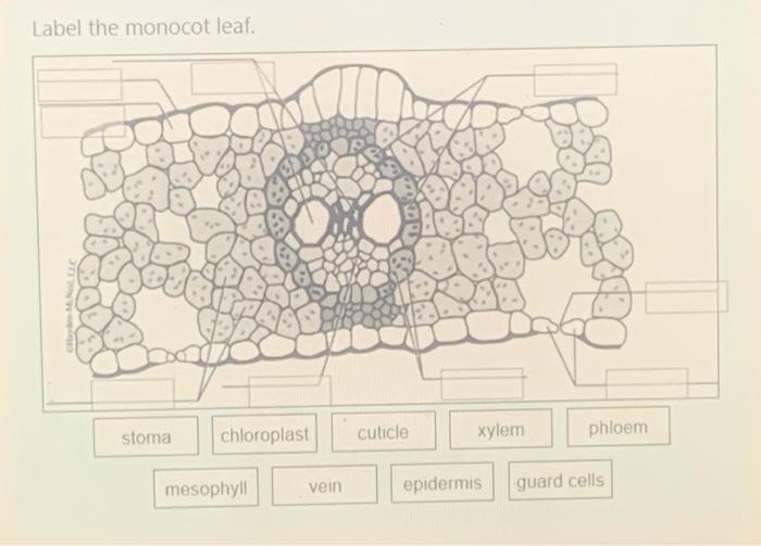 Solved Label the monocot leaf. | Chegg.com