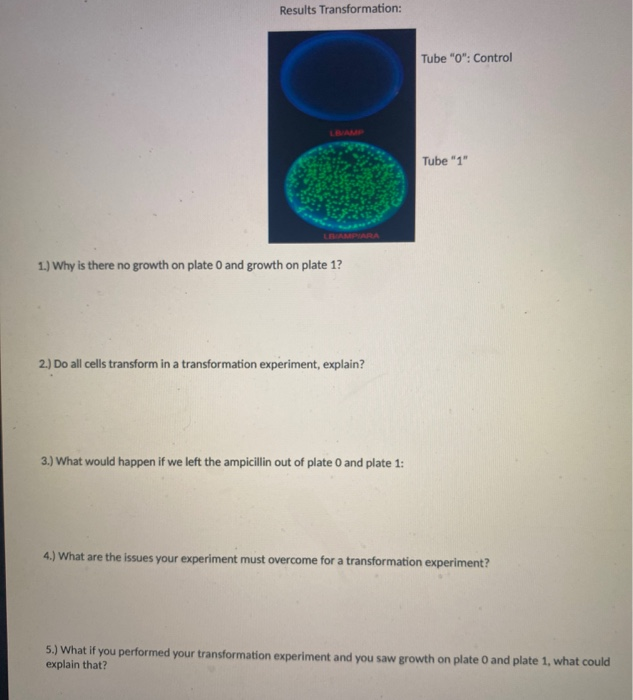 Solved Results Transformation: Tube "O": Control Tube "1" | Chegg.com