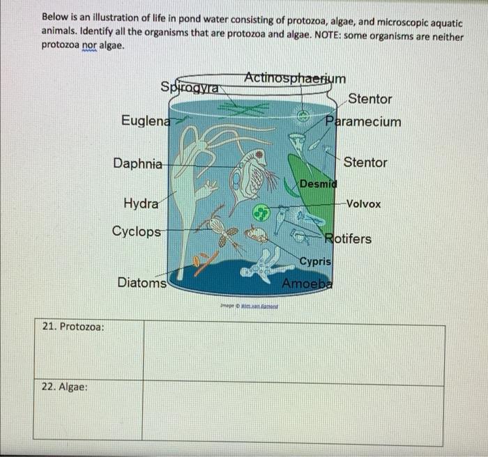 Solved Below is an illustration of life in pond water | Chegg.com