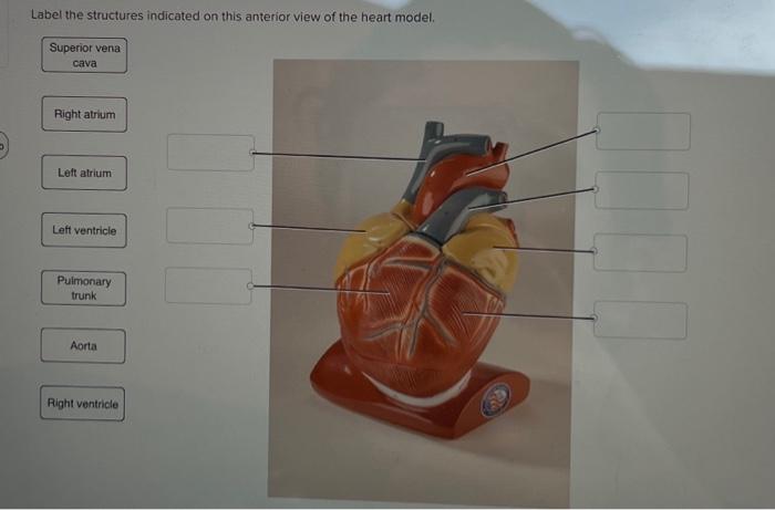 Solved S Label the structures indicated on this anterior | Chegg.com