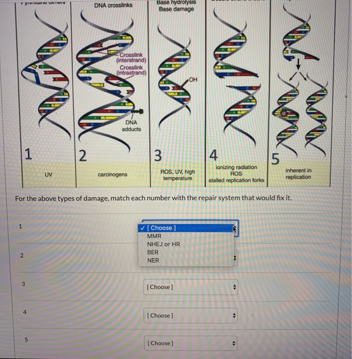 Solved TO DNA crosslinks Base hydrolysis Base damage | Chegg.com