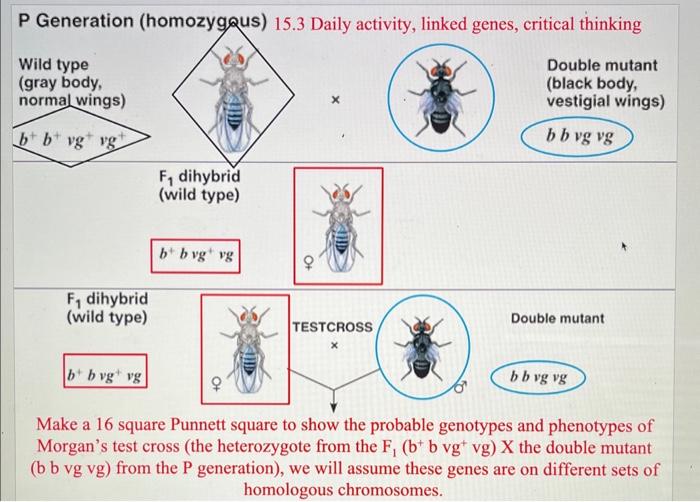 Solved P Generation (homozvaQus) 153 Daily activity linked | Chegg.com