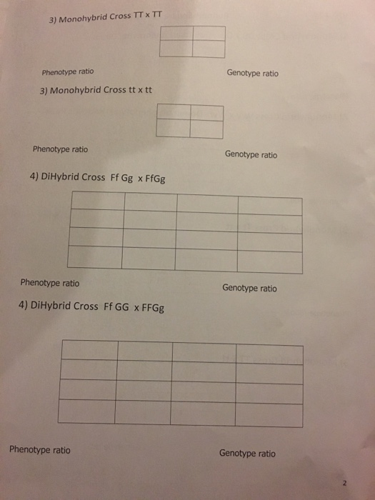 Solved 1) Monohybrid Cross DD x Dd Dominant phenotype: | Chegg.com