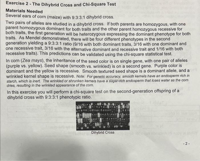 Solved Procedure - Dihybrid Corn with dominant and recessive | Chegg.com