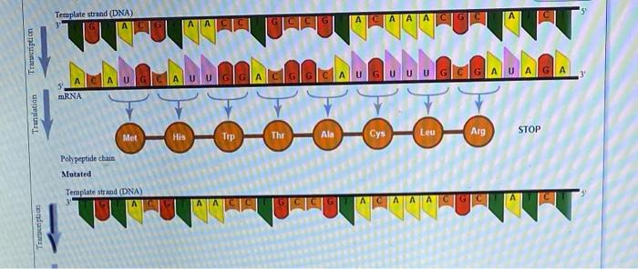 Solved Use the Mutations interactive to answer the question. | Chegg.com