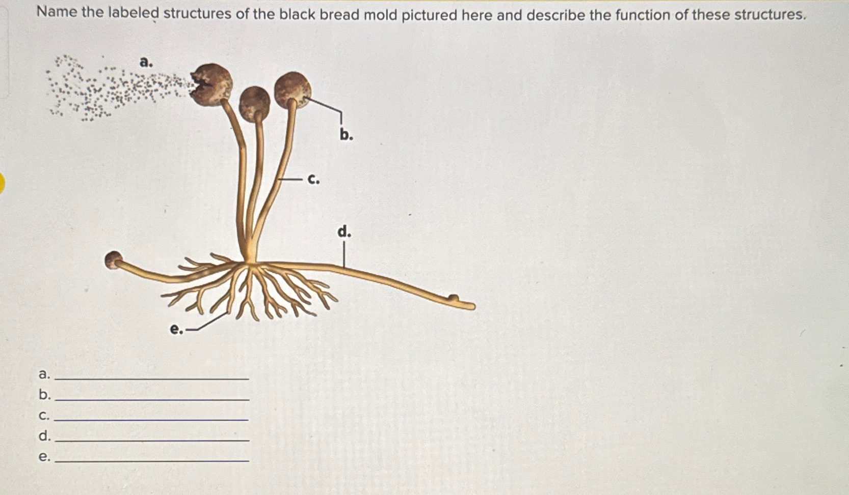 Solved Name the labeled structures of the black bread mold | Chegg.com