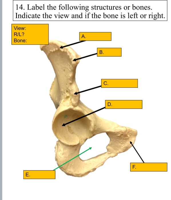 Solved 14. Label the following structures or bones. Indicate | Chegg.com