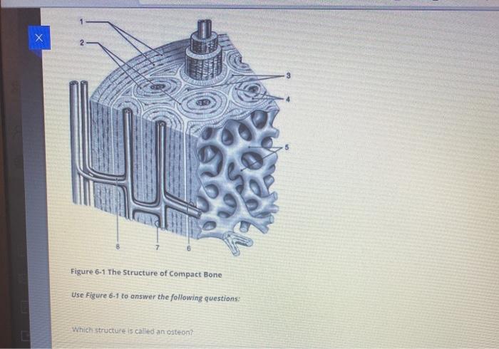 Solved х Figure 6-1 The Structure of Compact Bone Use Figure | Chegg.com