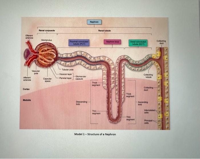 Solved Model 1-Structure of a Nephron1. The nephron is made | Chegg.com