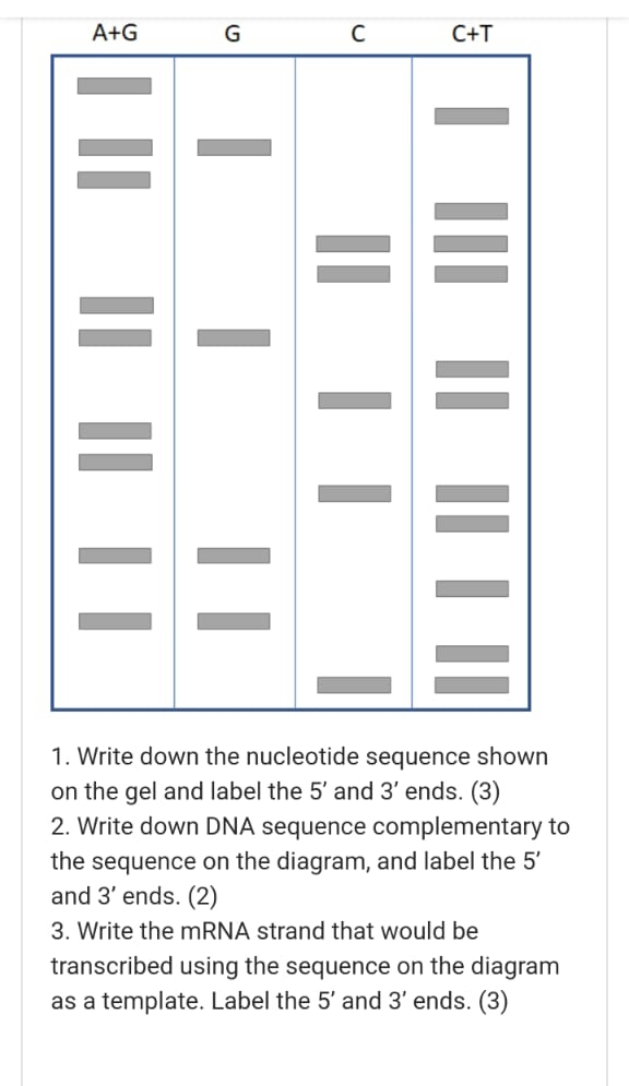 Solved Write down the nucleotide sequence shown on the gel | Chegg.com