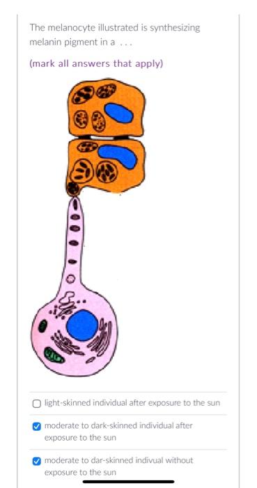 Solved The melanocyte illustrated is synthesizing melanin | Chegg.com
