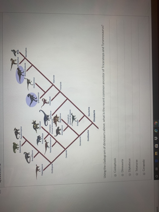 Resources Using The Cladogram Of Dinosaurs Above, ... | Chegg.com