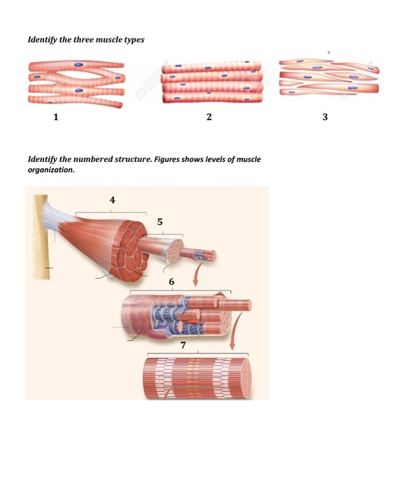 Solved Identify the three muscle types Identify the numbered | Chegg.com