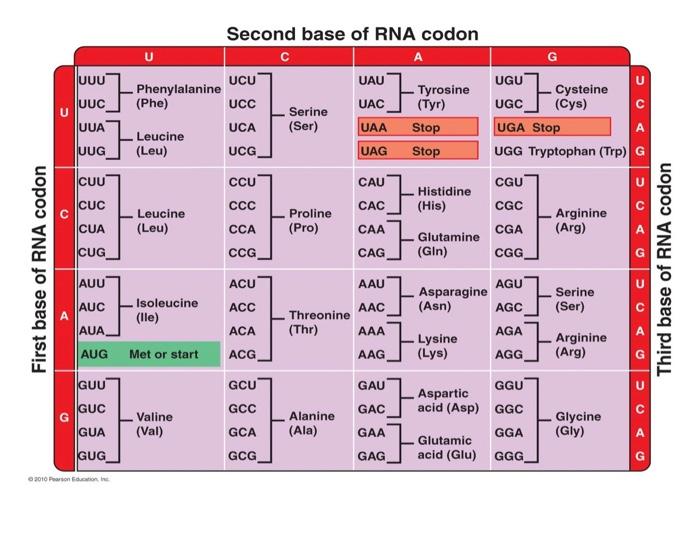 Solved use the genetic code chart picture to answer the | Chegg.com