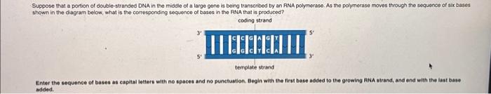 Solved Suppose that a portion of double-stranded DNA in the | Chegg.com