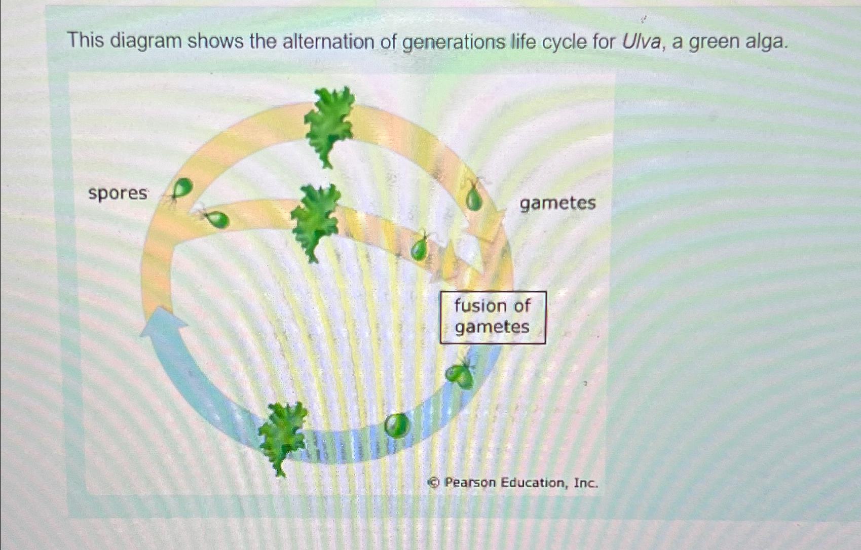 Solved This diagram shows the alternation of generations | Chegg.com