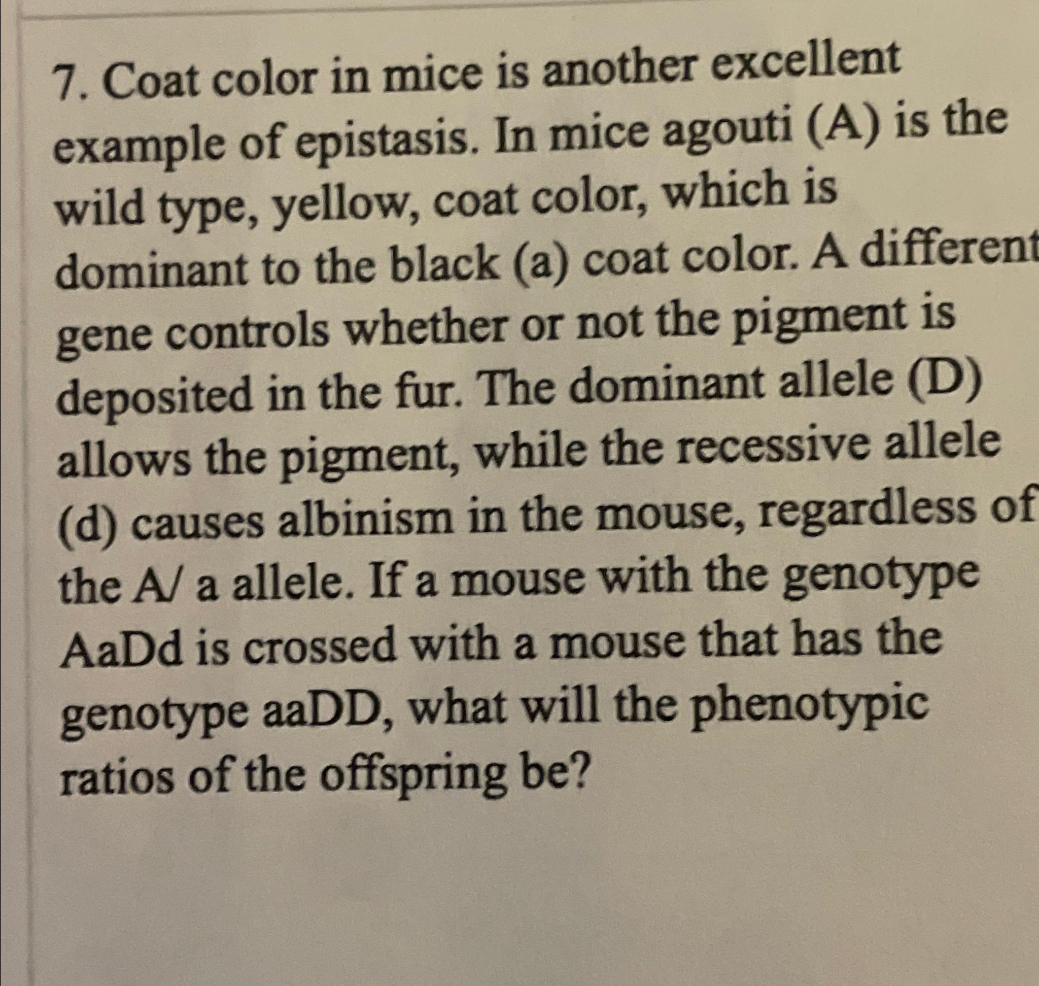 Solved Coat color in mice is another excellent example of | Chegg.com