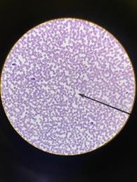 Histology drawings list andName of the Drawing: | Chegg.com