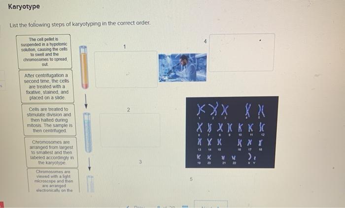 Karyotype List the following steps of karyotyping in | Chegg.com