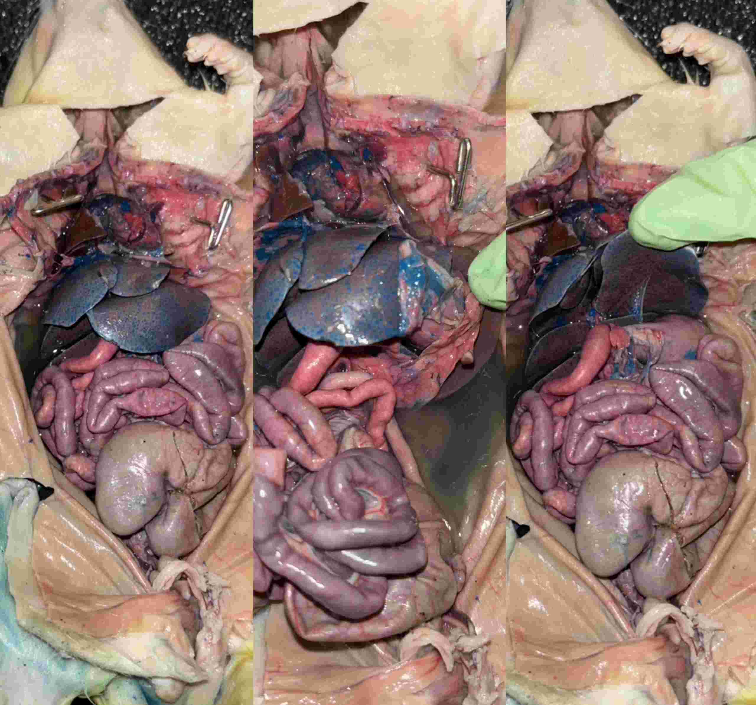 Solved Attached are different angles of a rat I dissected. | Chegg.com