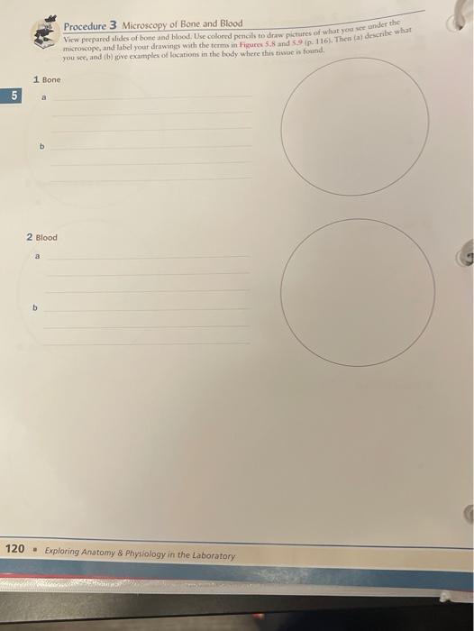 Procedure 1 Microscopy of Connective Tissue Proper | Chegg.com