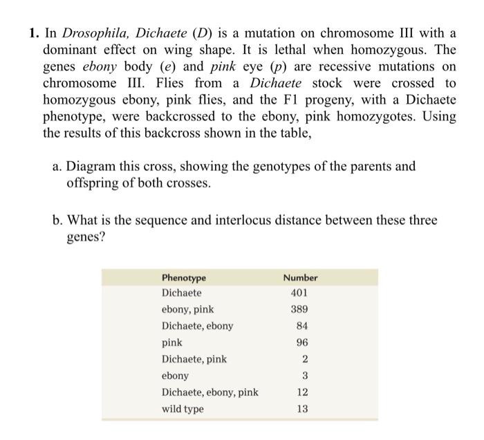 Solved 1. In Drosophila, Dichaete (D) is a mutation on | Chegg.com