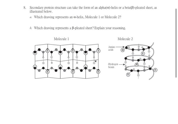 Solved 8. Secondary protein structure can take the form of | Chegg.com