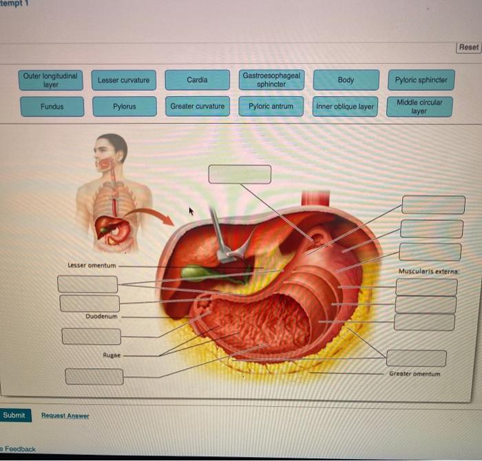 Solved tempt Reset Outer longitudinal layer Lesser curvature | Chegg.com