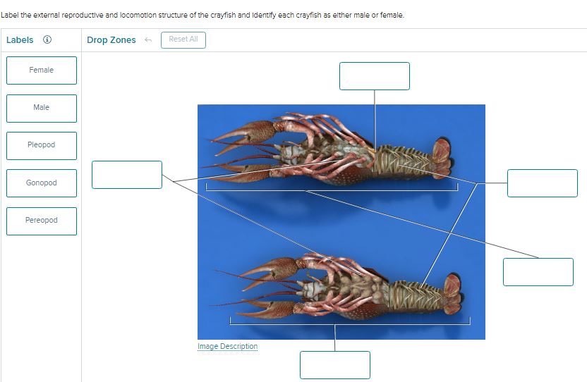 Solved Label the external reproductive and locomotion | Chegg.com