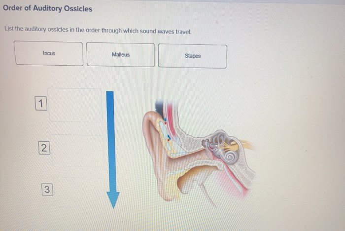 Solved Order of Auditory Ossicles List the auditory ossicles | Chegg.com