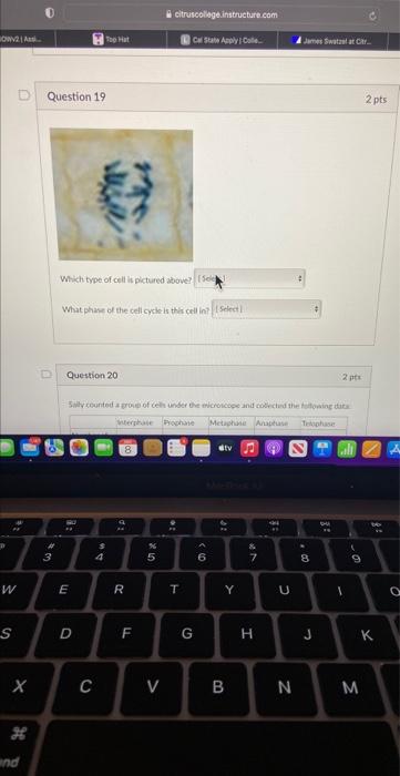 Solved A ditferent type of plant pligtient called betatan is | Chegg.com