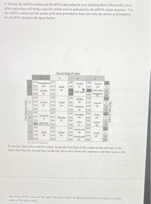 6. Review the mRNA codons and the tRNA anticodons in | Chegg.com