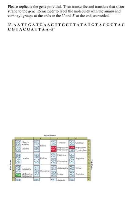 Solved Please replicate the gene provided. Then transcribe | Chegg.com Solved Please replicate the gene provided. Then transcribe | Chegg.com