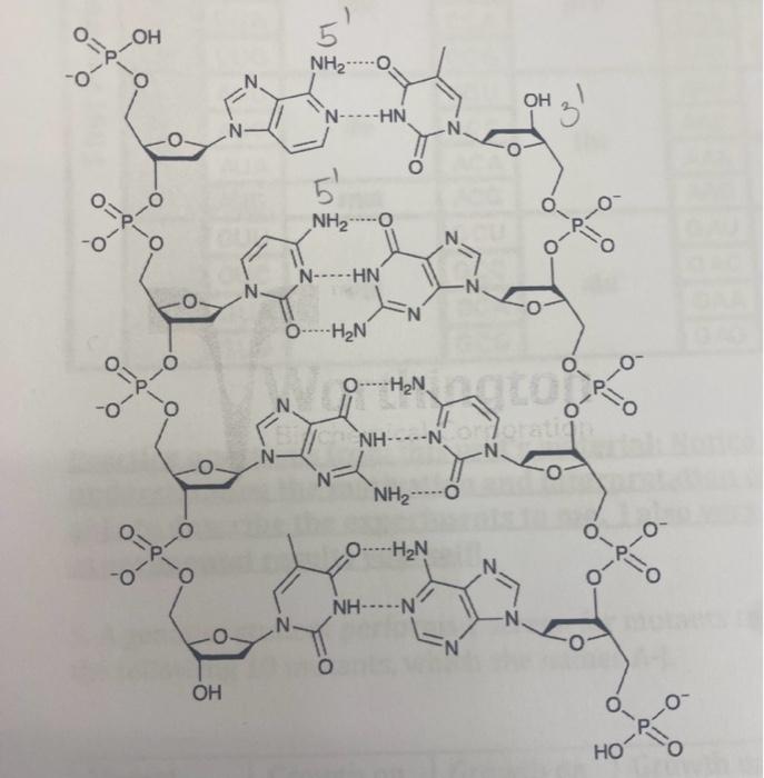 Solved please indicate the 5' and 3' ends of both strands in | Chegg.com