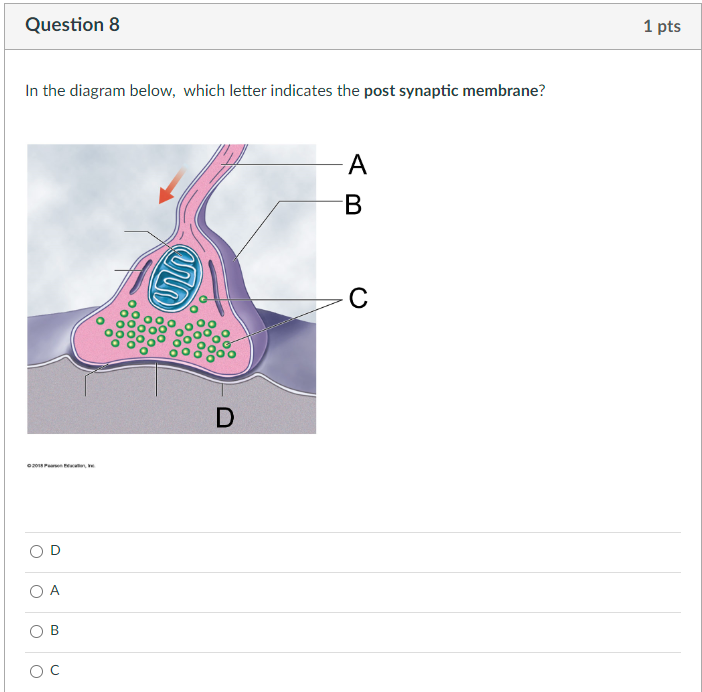 Solved Question 81 ﻿ptsIn the diagram below, which letter | Chegg.com