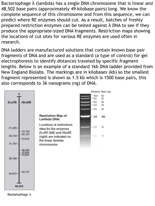 Solved The unorganized lab technician you replaced has left | Chegg.com