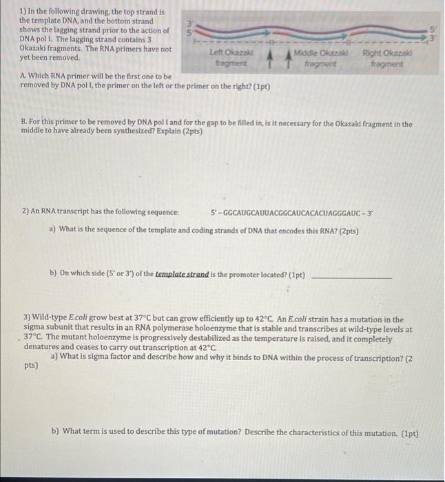 Solved 1) In the following drawing, the top strand is the | Chegg.com
