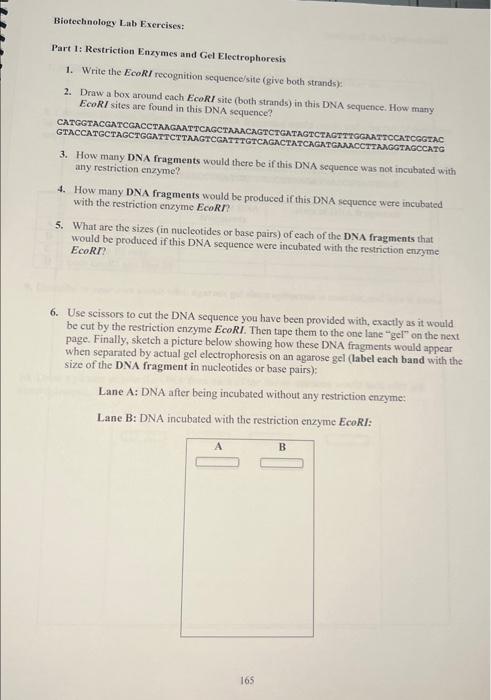 Solved Biotechnology Lab Exercises: Part 1: Restriction | Chegg.com