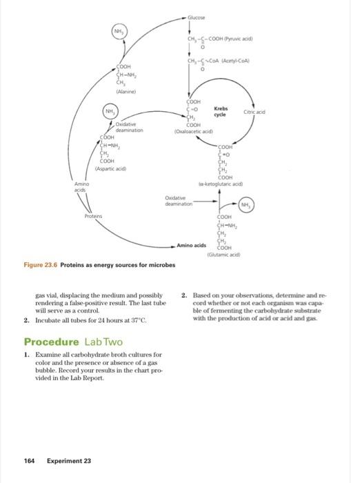 Solved Observations and Results Lactose Observation (color | Chegg.com